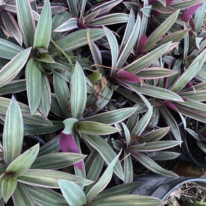 Dwarf Oyster Plant, Moses in a Cradle Tradescantia Spathacea 'dwarf' 3 ...