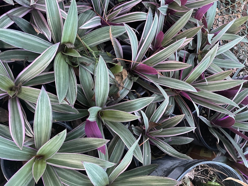 Dwarf Oyster Plant, Moses in a Cradle Tradescantia Spathacea 'dwarf' 3 ...