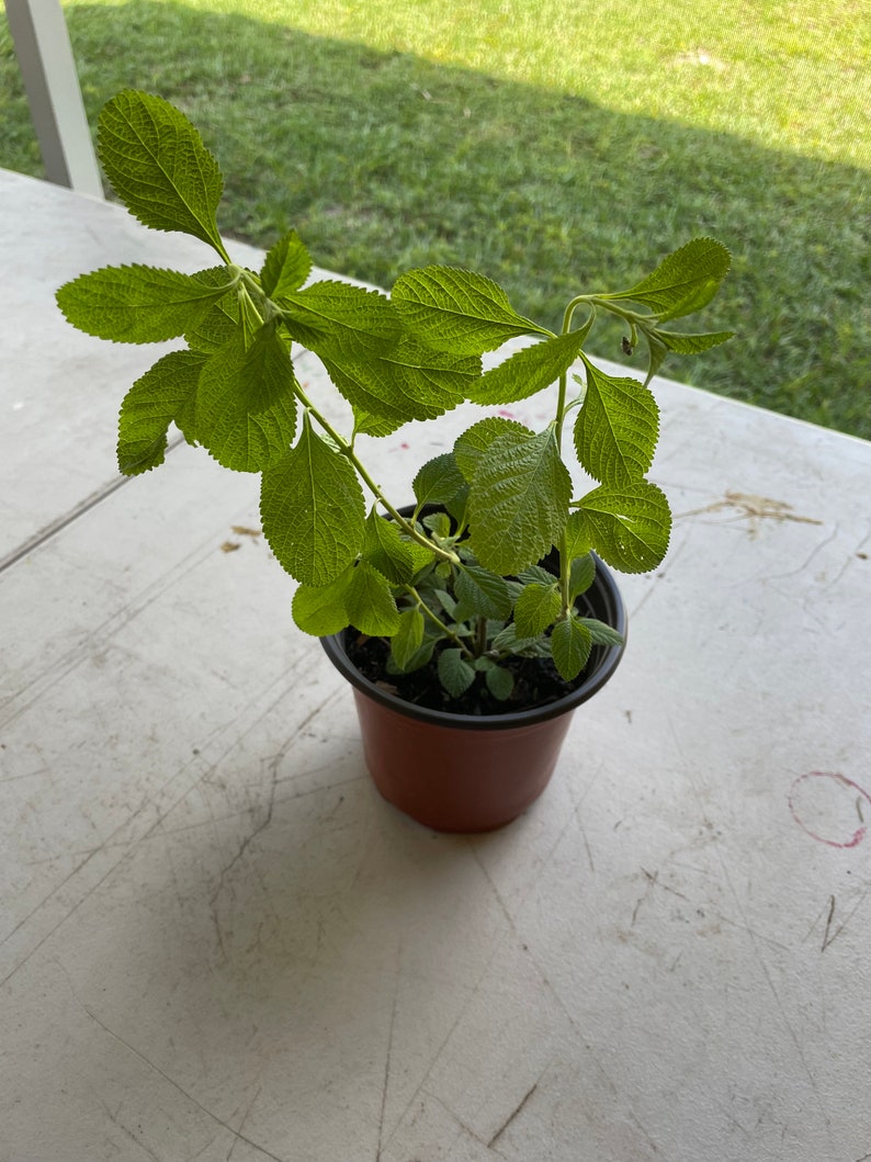 Cullen Mint, Lippia Alba, Lemon Verbena, Bushy Matgrass 2 Potted Plants ...