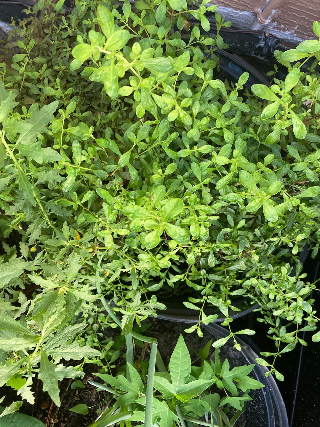 Dried Jamaican Peppermint/ Costa Rican Mint 1 Oz - Etsy