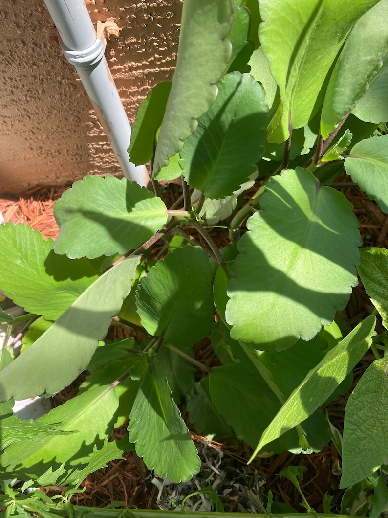 Jamaican Leaf of Life Live Plant Bryophyllum Pinnatum Kalanchoe Pinnata ...