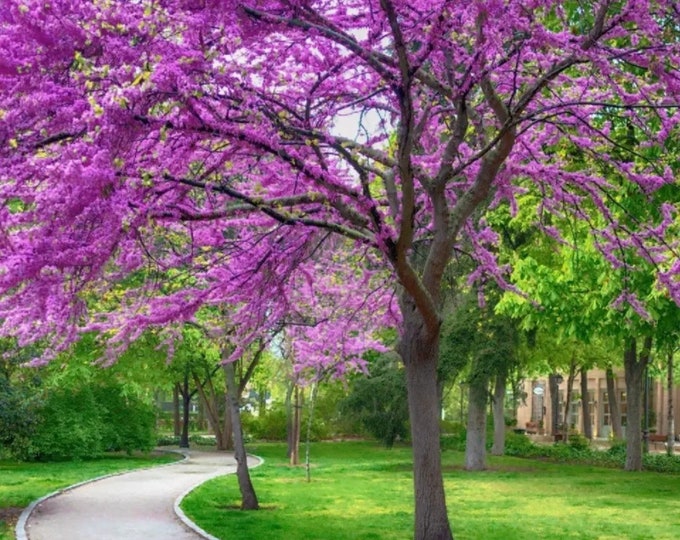 California Native Redbud, Western Redbud (cercis Occidentalis ...