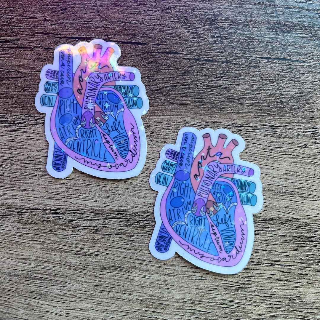 Heart Anatomy Transparent Sticker - Etsy