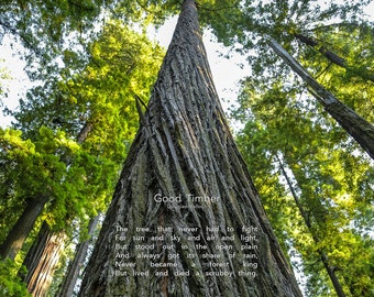 Good Timber Poem | Etsy
