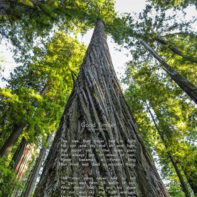 Good Timber Poem - Etsy