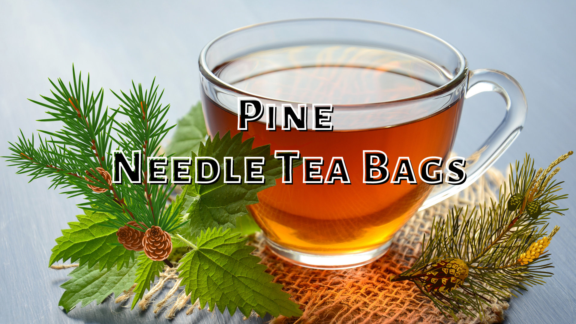 Organic WHITE PINE Needle TEA Bags Wild Eastern White Pine - Etsy