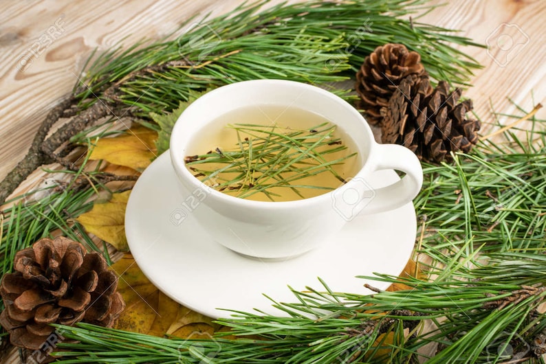 ORGANIC Pine Needle TEA Bags, Wild Eastern White Pine, Natural Organic ...