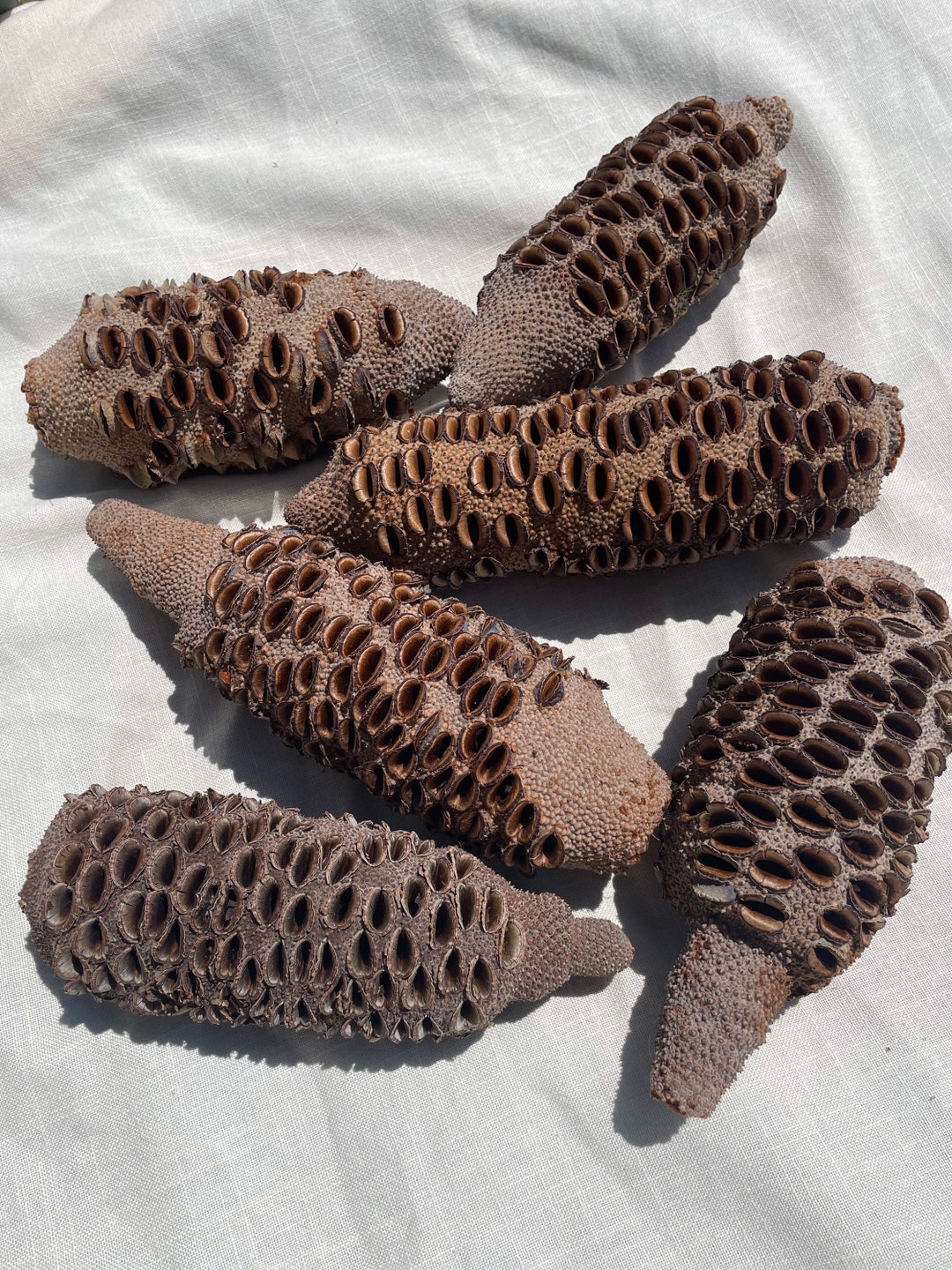 Banksia Pods 5 - Etsy