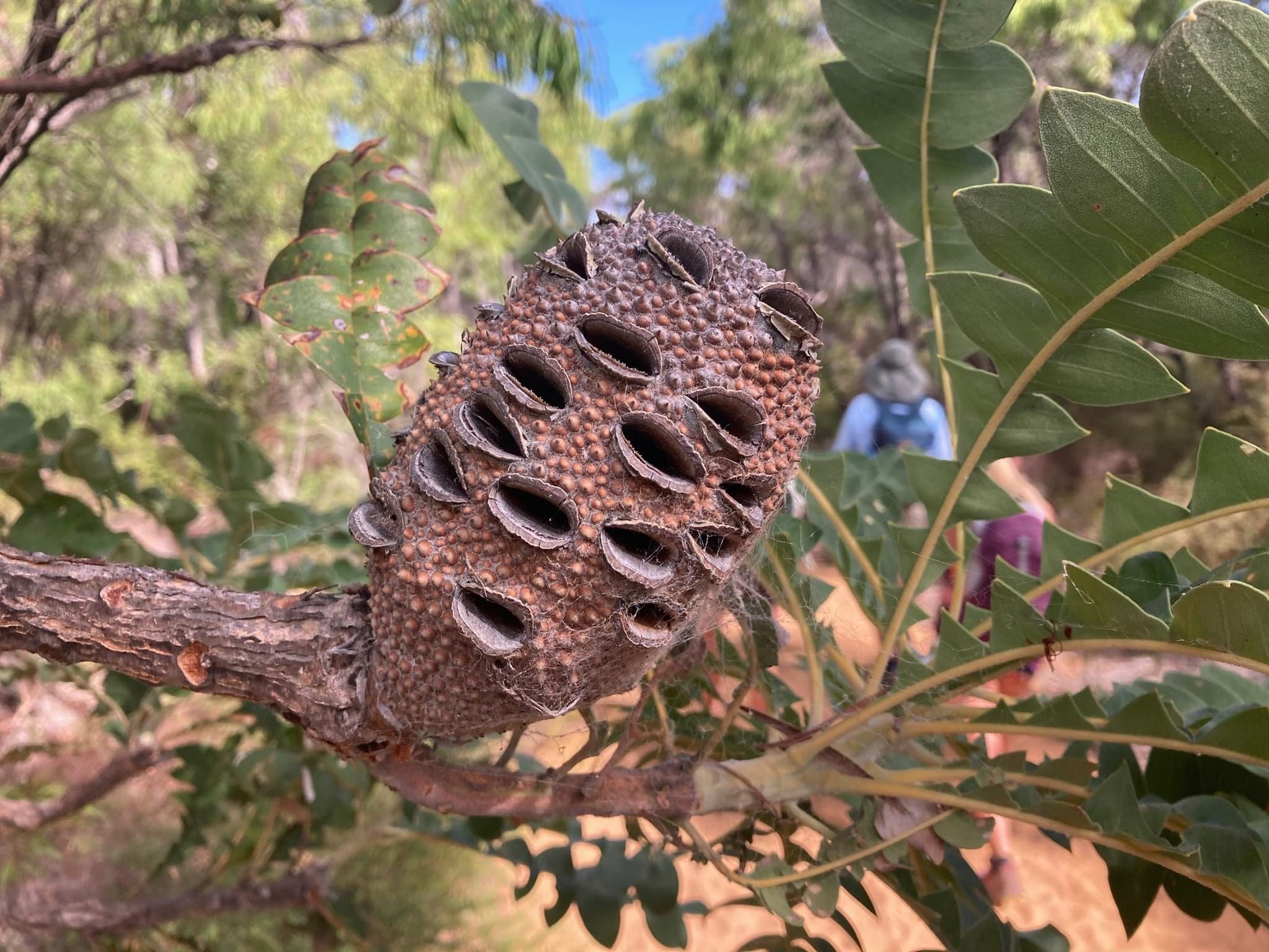 Banksia Pods 20 - Etsy Australia
