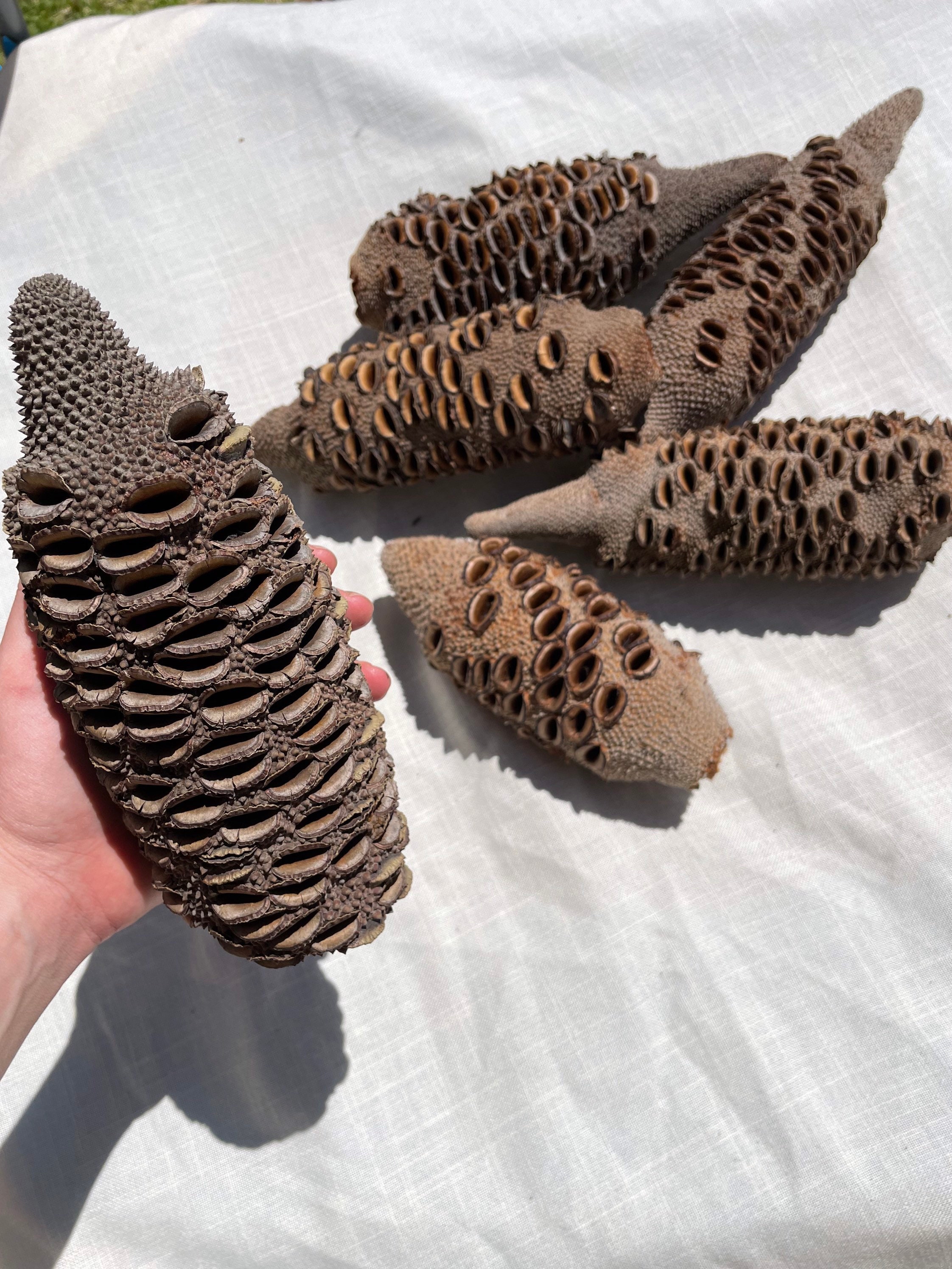 Banksia Pods 5 - Etsy Australia