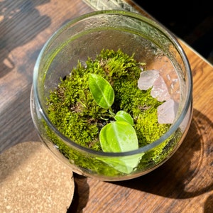 Build Your Own Terrarium Kit | Plant Gift Idea - Etsy