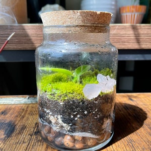 Build Your Own Terrarium Kit | Plant Gift Idea - Etsy