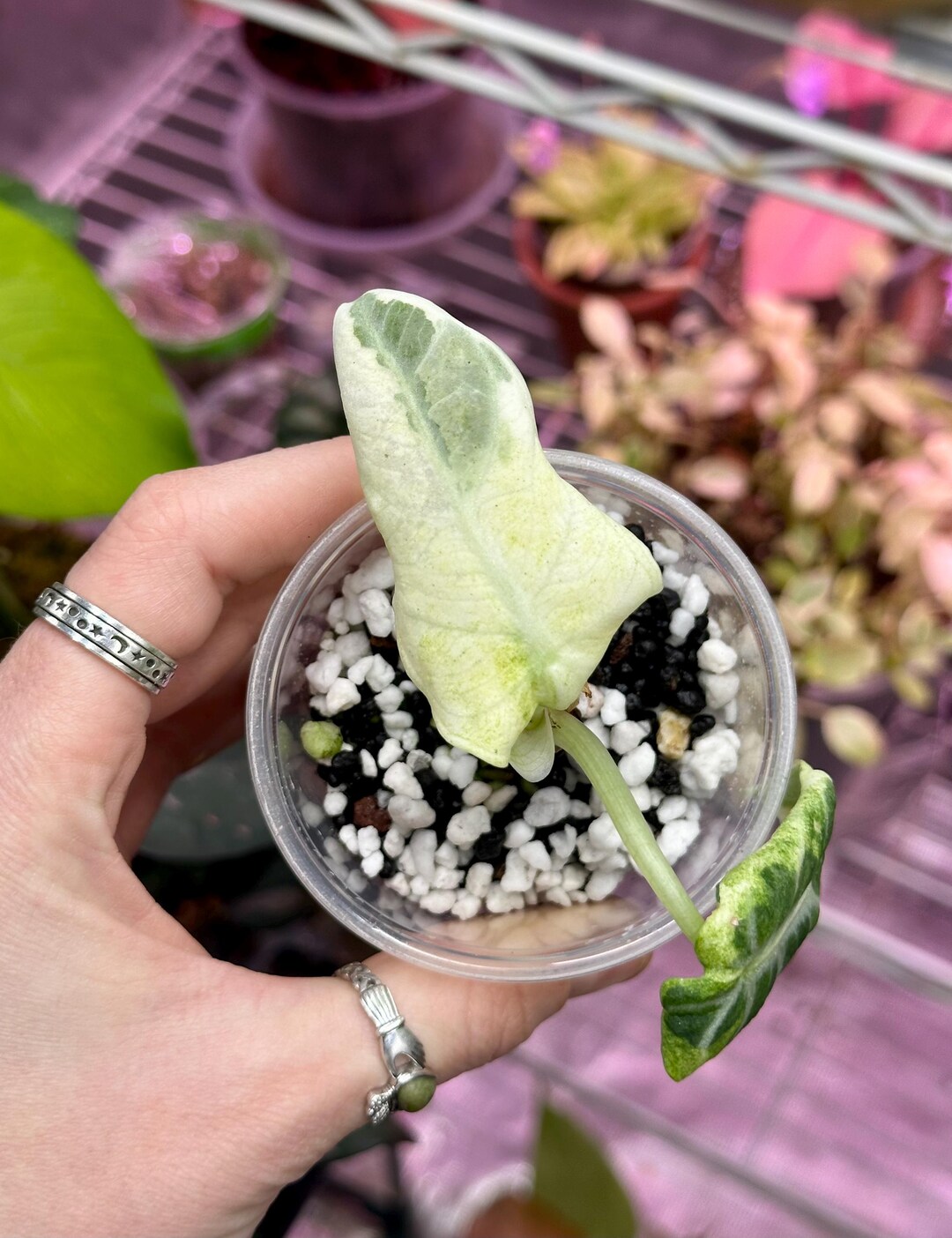Alocasia Black Velvet ninja Variegated US SELLER - Etsy