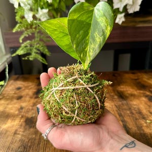 Build Your Own Kokedama Kit | Plant Gift Idea - Etsy