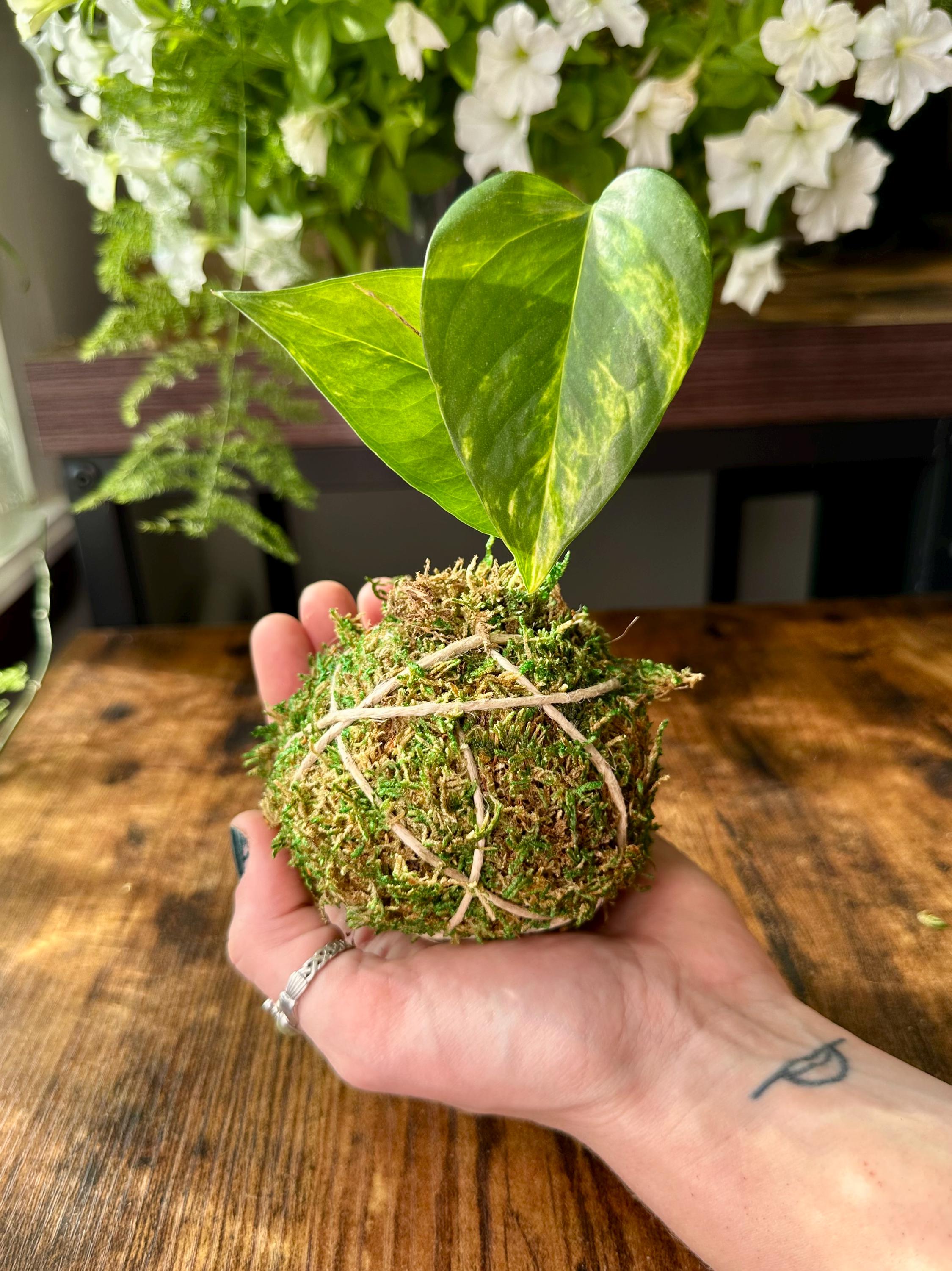 Build Your Own Kokedama Kit | Plant Gift Idea - Etsy