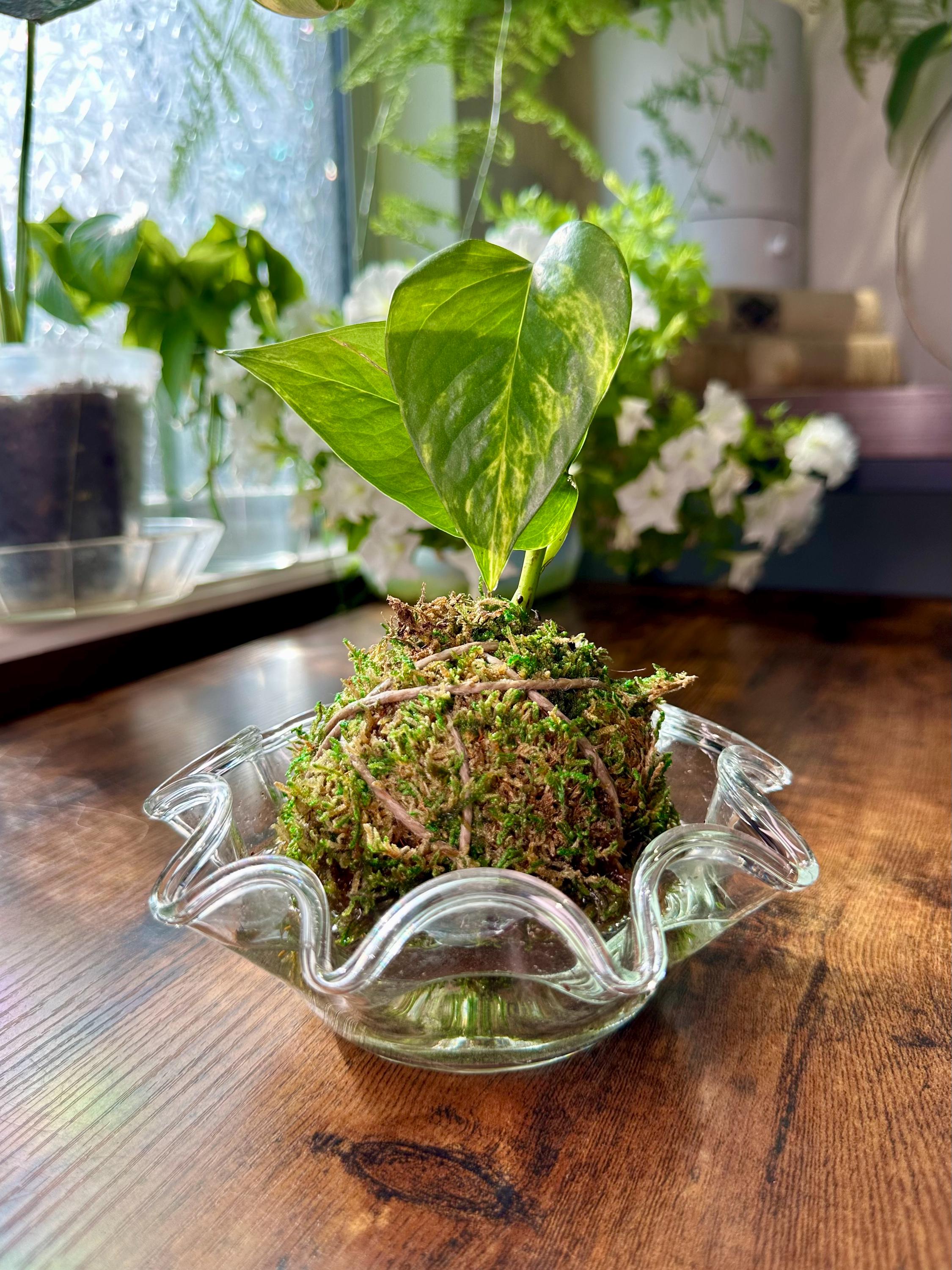 Build Your Own Kokedama Kit | Plant Gift Idea - Etsy