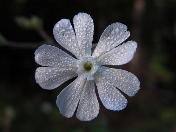 Silene Capensis African Dream Root - Etsy