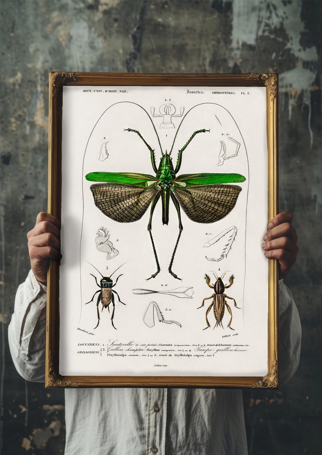 Bug Print, Grasshopper Vintage Poster, Drawing Study Insect ...