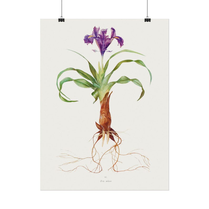 Iris Alata Botanical Print, Poisonous Gothic Flower Art, Dark Academia ...