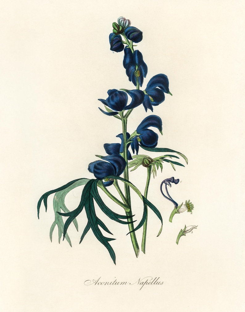 Dark Academia Poisonous Plants Wall Art Set of 6 | Gothic Wall Decor ...