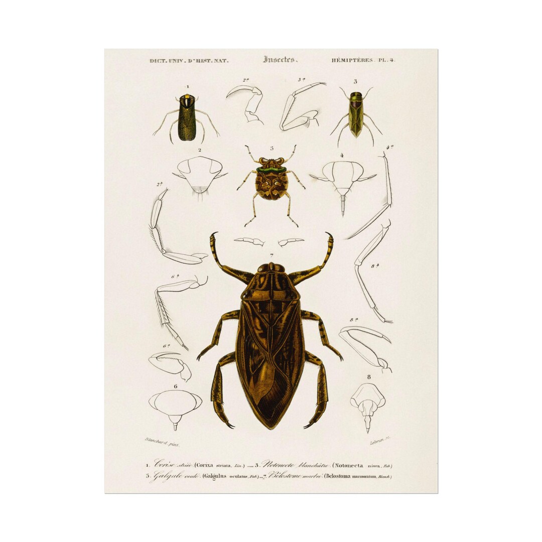 Bugs Print, Hemiptera Vintage Print, Drawing Study Insect Illustration ...