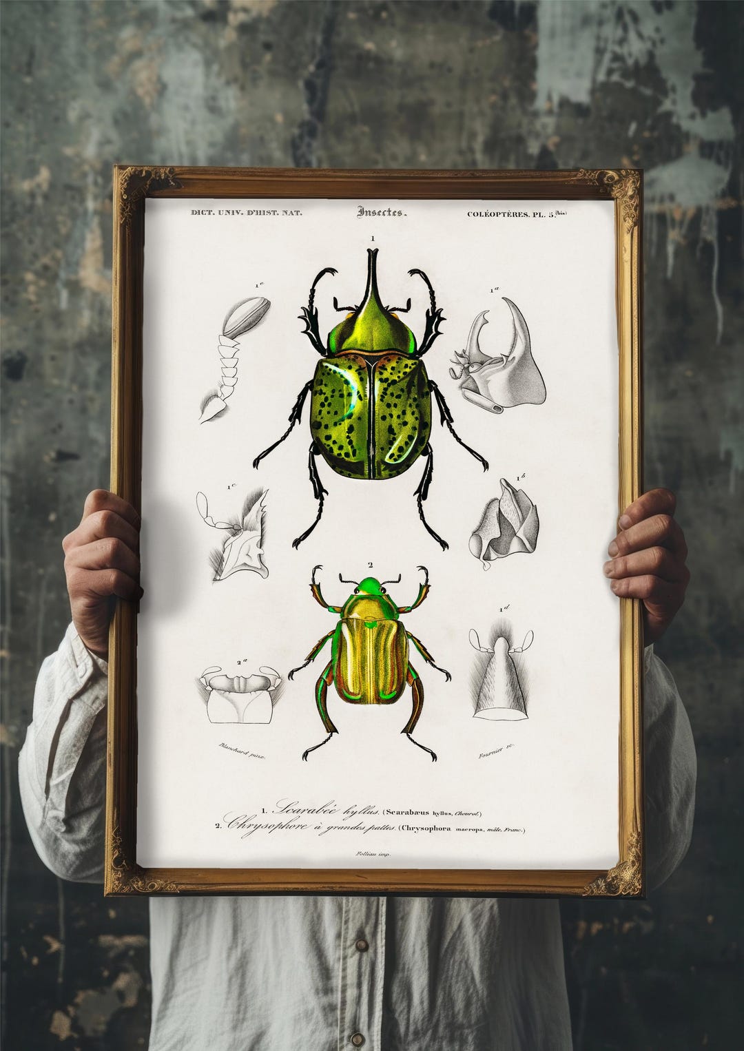 Beetle Print: Vintage Insect Illustration, Victorian Entomology Art - Etsy