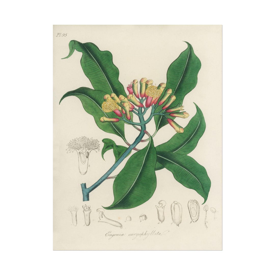 Cloves Vintage Botanical Poster, Medicinal Art Print, Vintage Wall ...