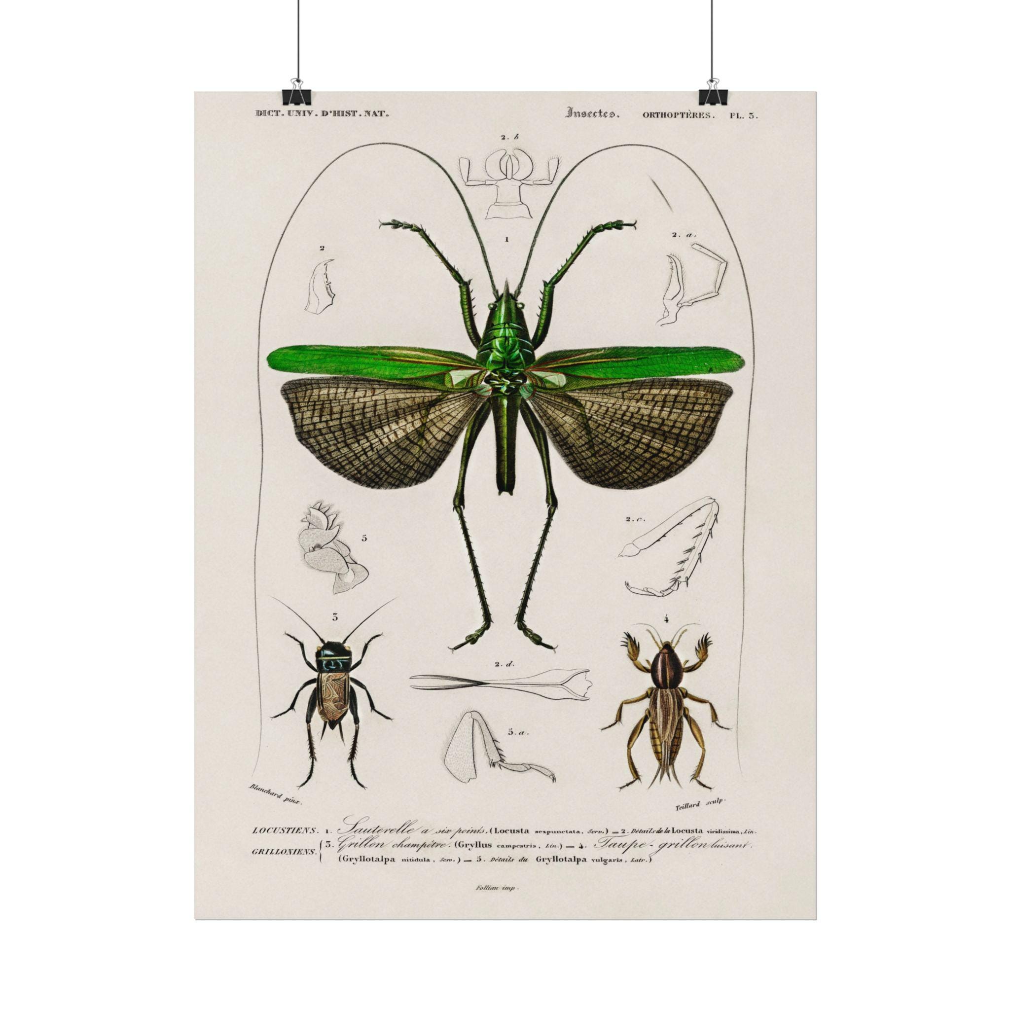 Bug Print, Grasshopper Vintage Poster, Drawing Study Insect ...