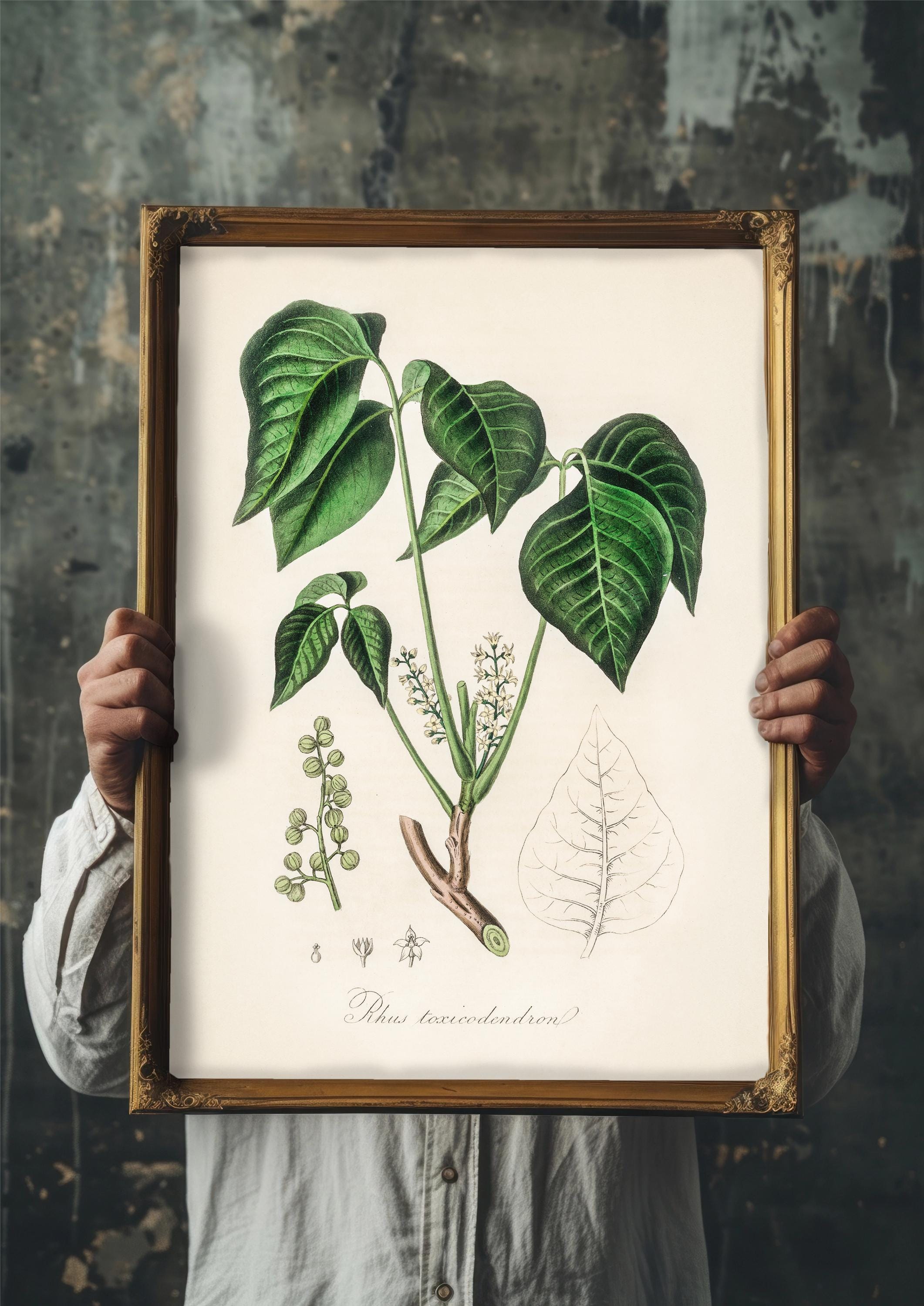 Poison Ivy Vintage Botanical Illustration, Poison Plant Art Print ...