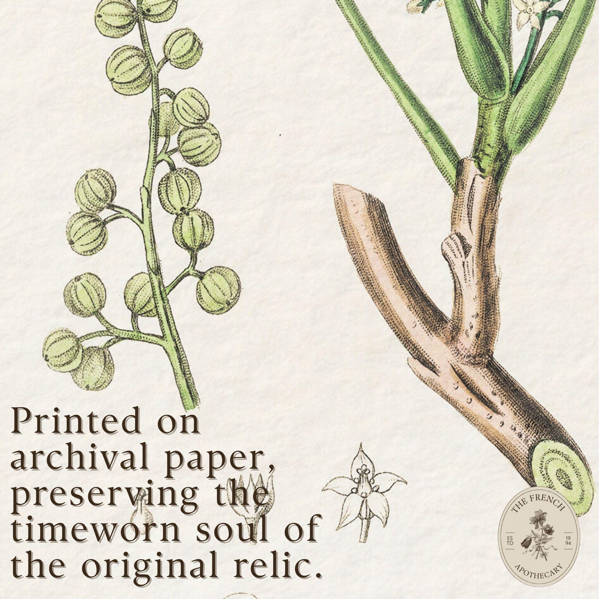 Poison Ivy Vintage Botanical Illustration, Poison Plant Art Print ...