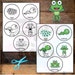 Life Cycle of a Butterfly, Frog & Plant Necklace Craft. Printable, Life ...