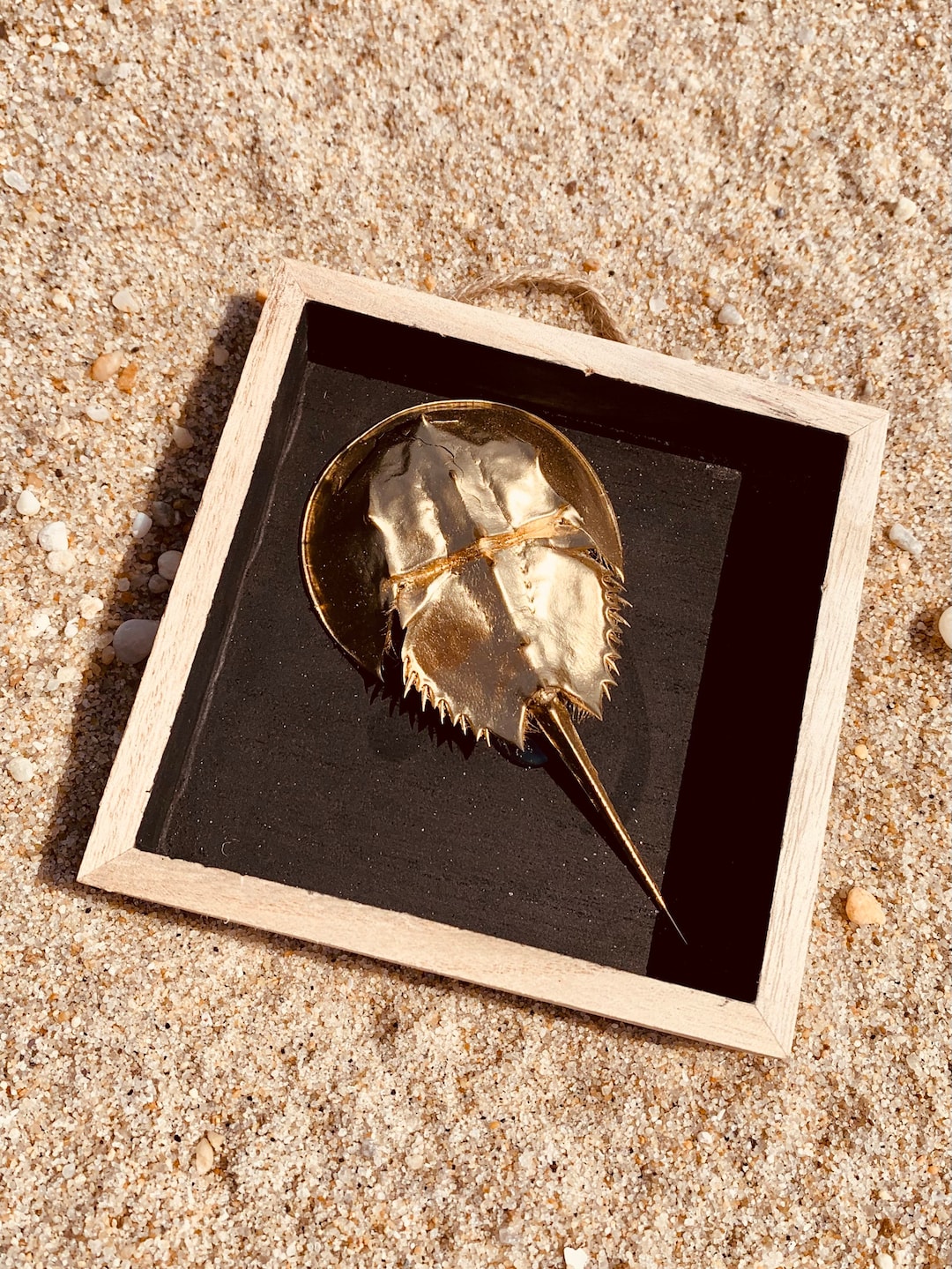 Mounted Metallic Horseshoe Crab Molt Hanging Frame, Seashell, Nautilus ...