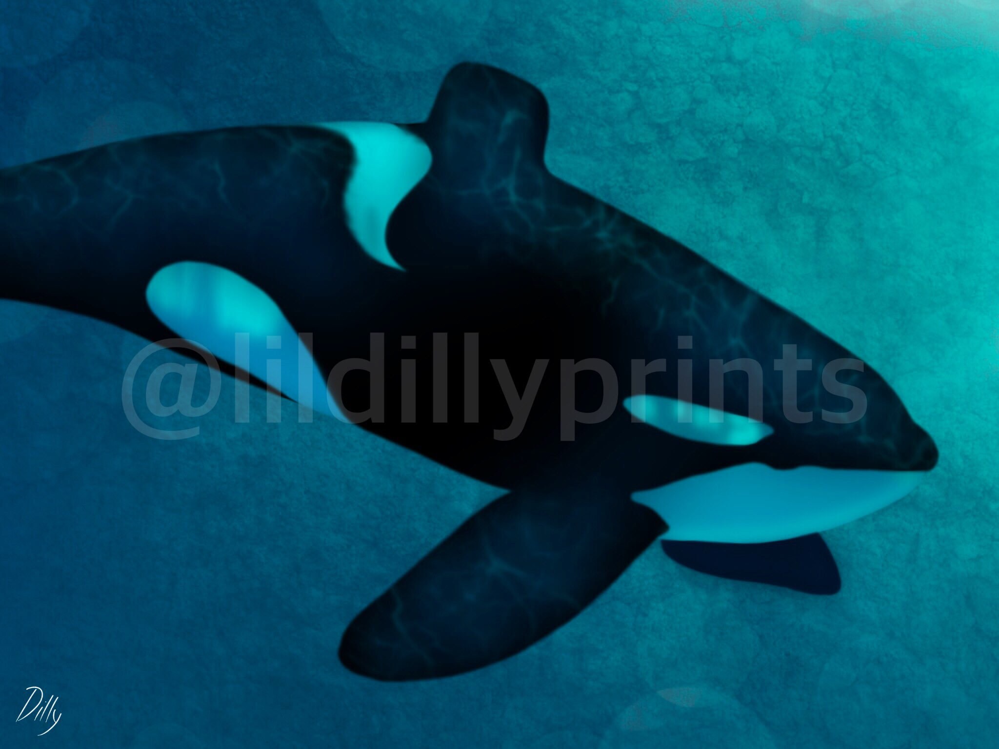 Tilikum Orca Whale Print - Etsy