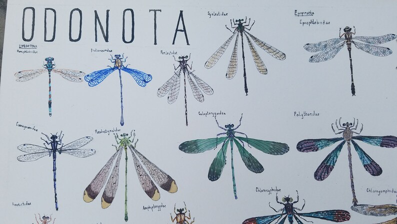 Odonota Board - Etsy