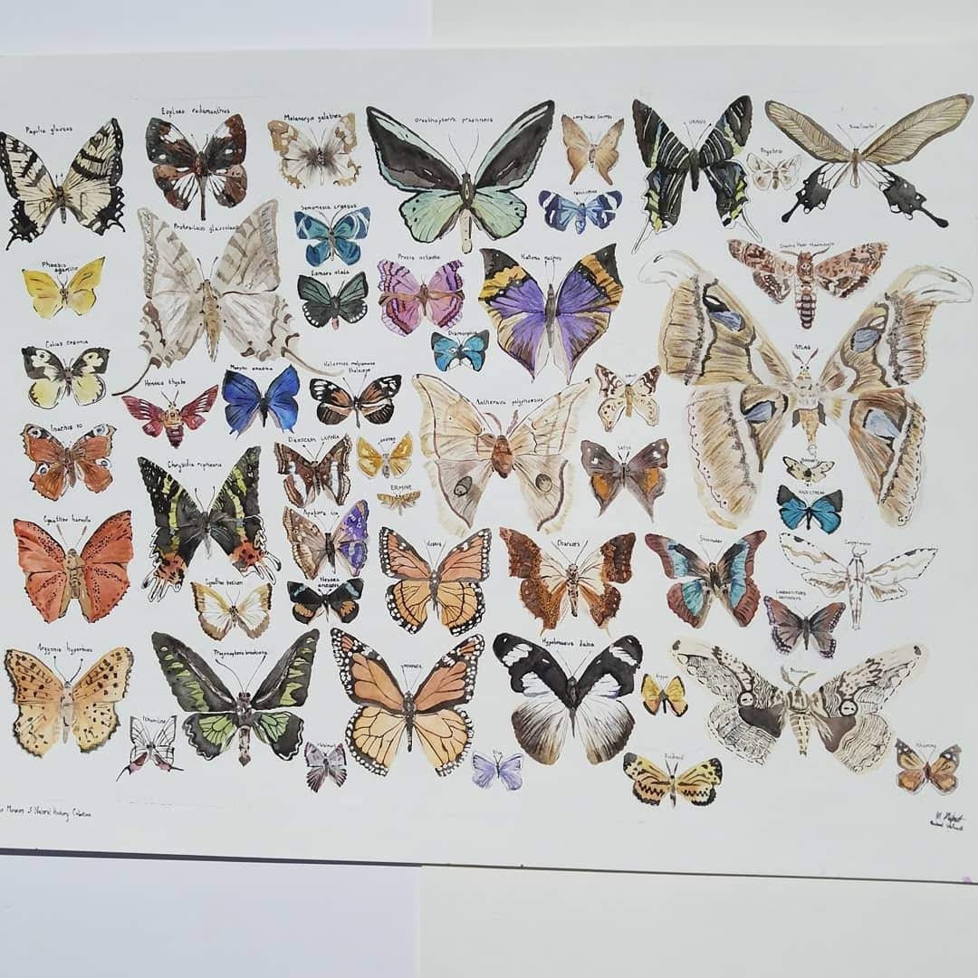 Butterfly Board - Etsy