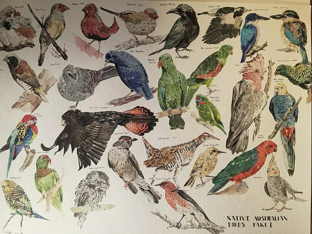 Australian Native Bird Prints - Etsy