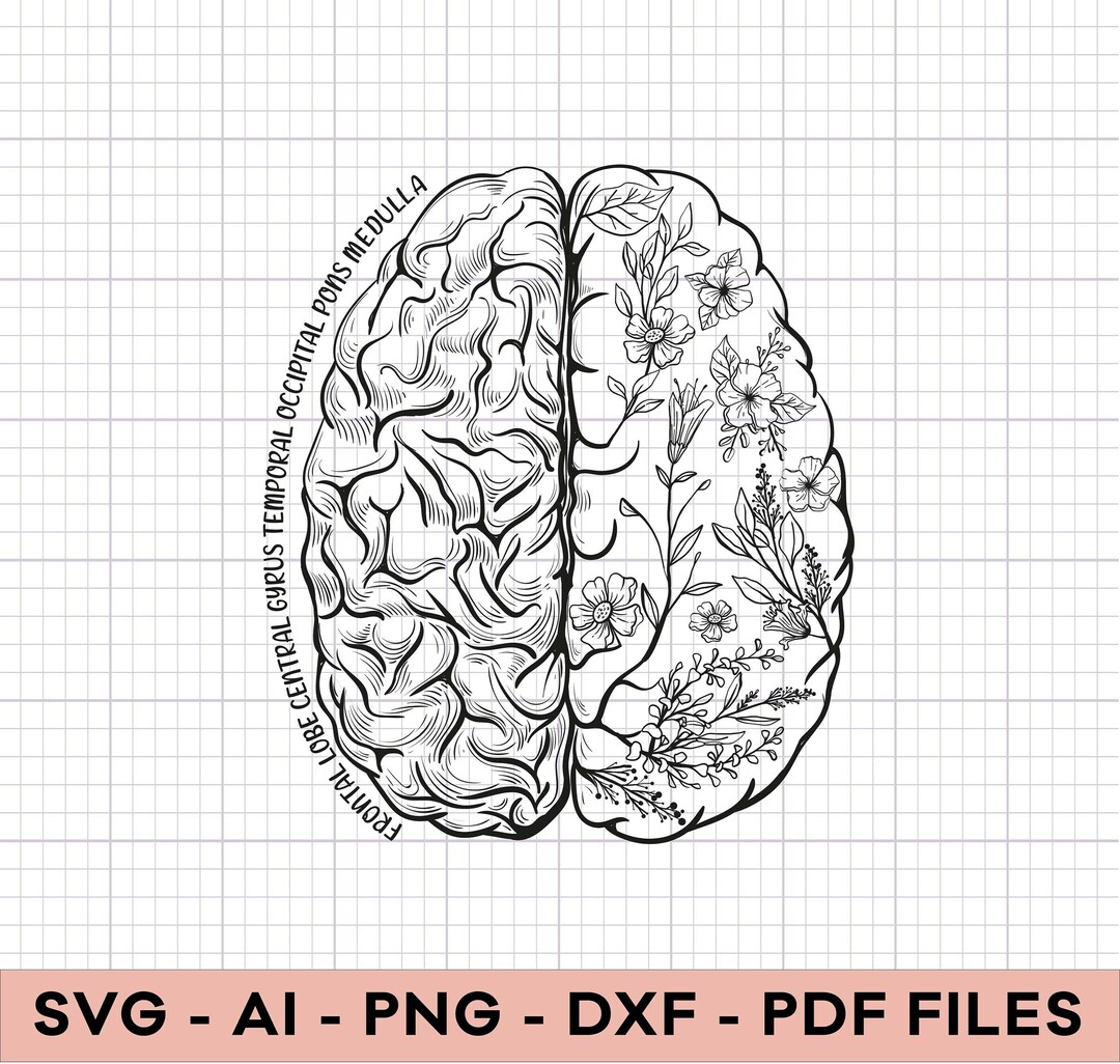 Svg d'anatomie du cerveau, Svg de cerveau, Svg de cerveau humain, Svg ...