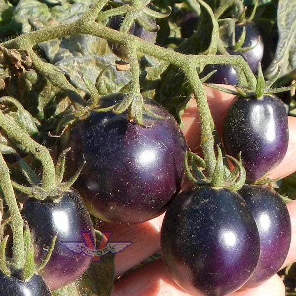Organic 200 Purple Cherry Tomato Seeds Cherry Tomato, Giant Tomato Seeds, Tomato Seeds, Canadian ...