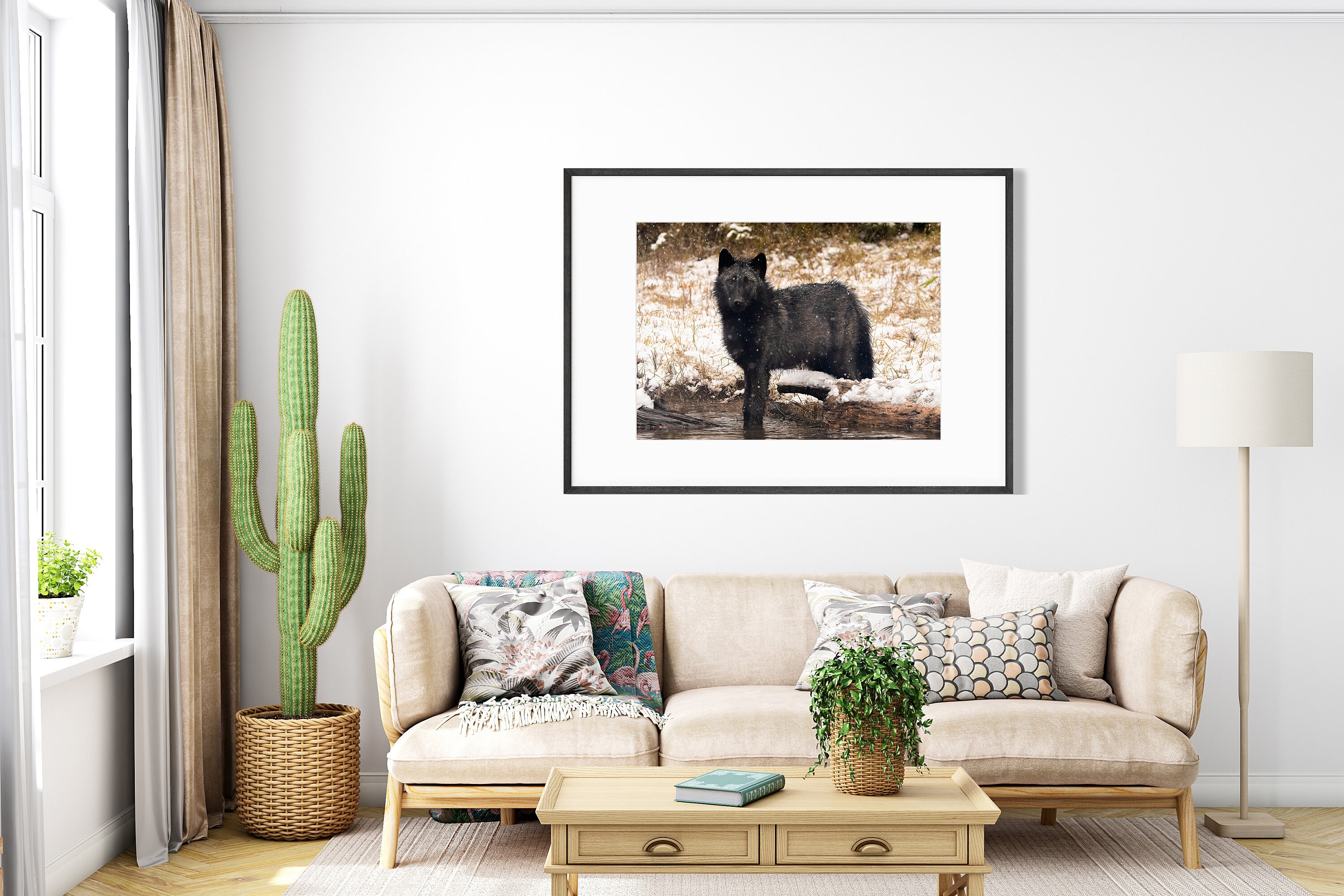 The Black Wolf's Curse - Wolf in Snow Photo Image Available in Print ...