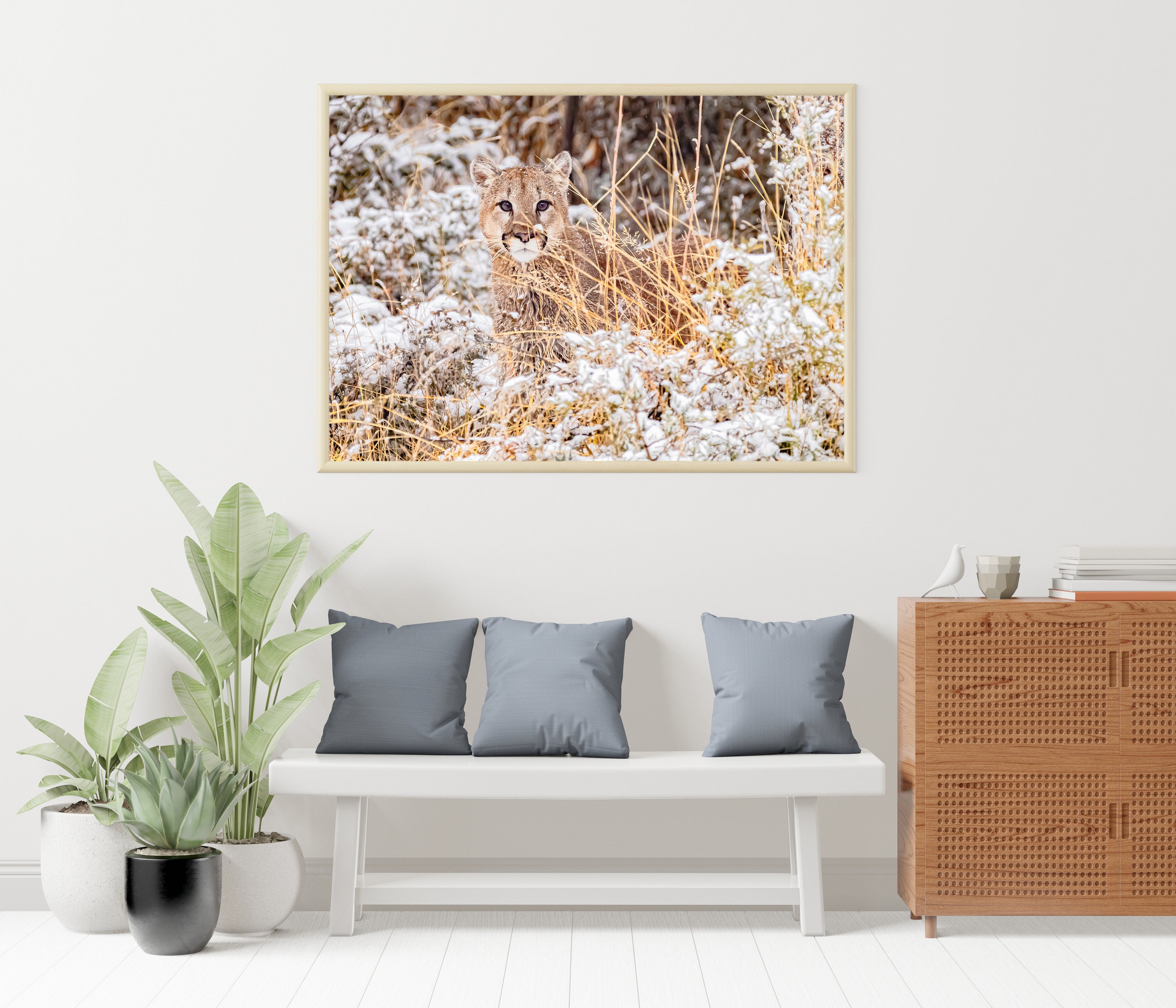 The Hunt is on - Mountain Lion Stalking in Grass Image Available in ...