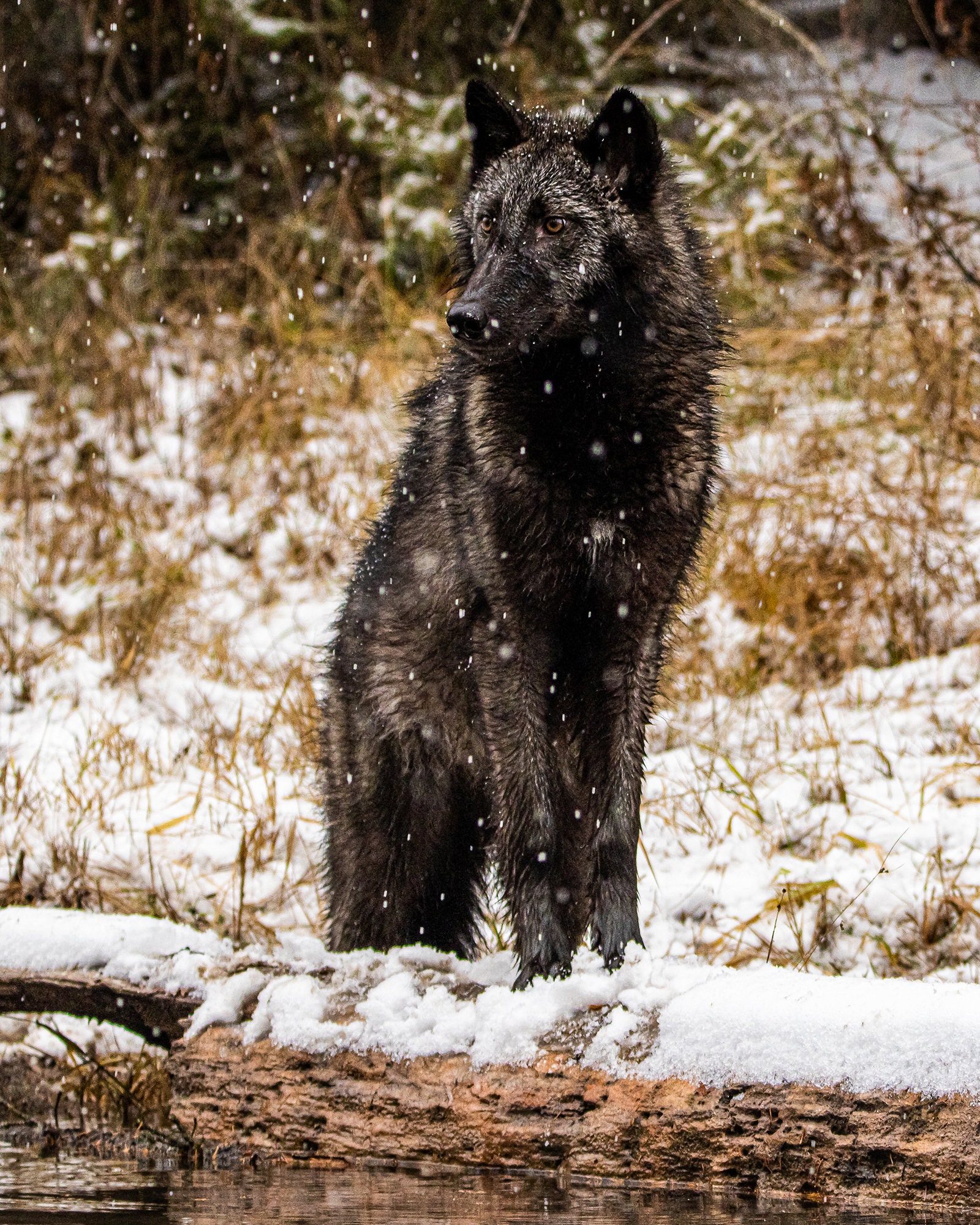 Born to Stand Out Wolf on a Log in Snow Photo Image Available in Print ...