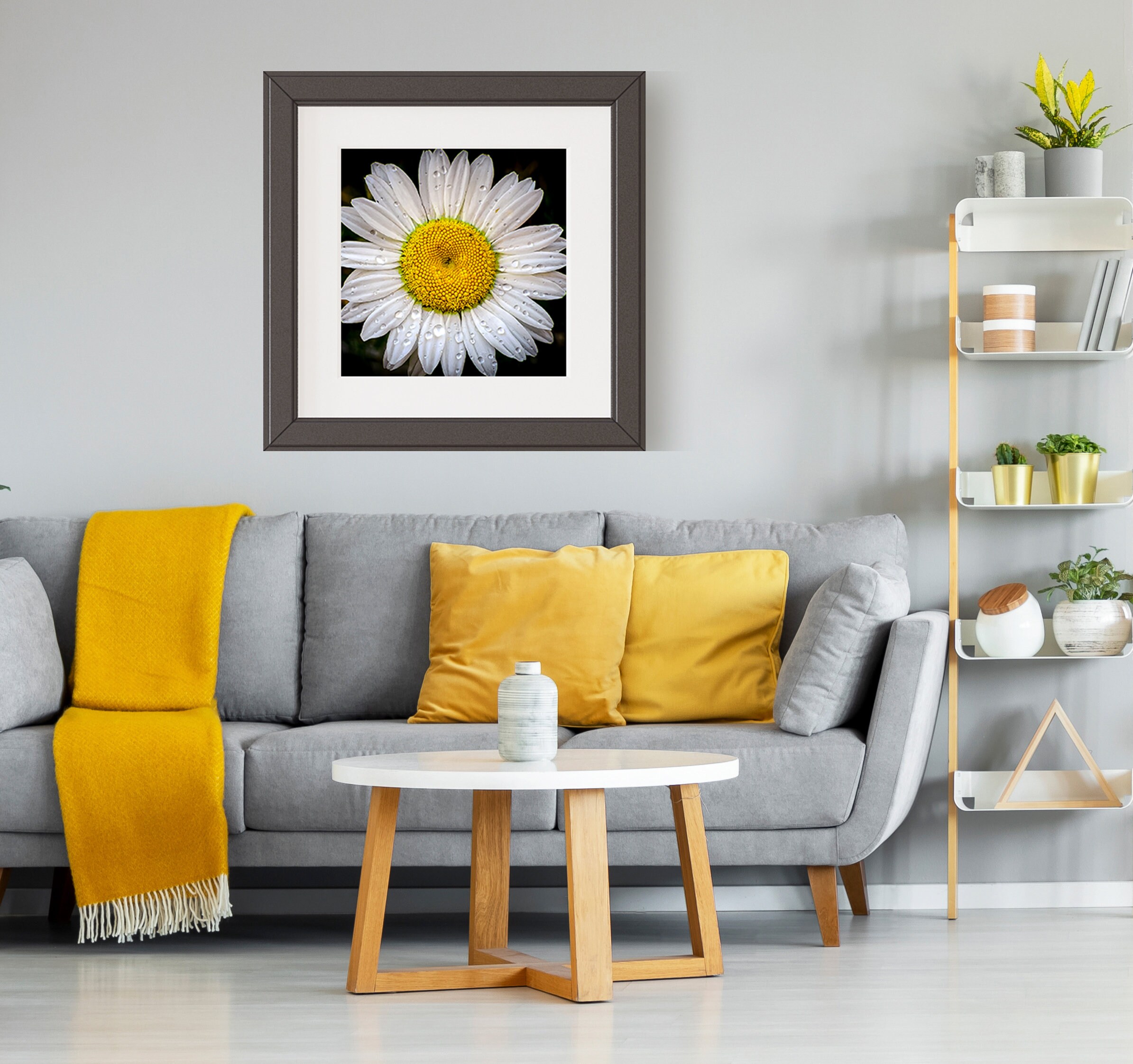 Daisy Dew Drop - Daisy Floral Photo Image Available in Print, Canvas ...