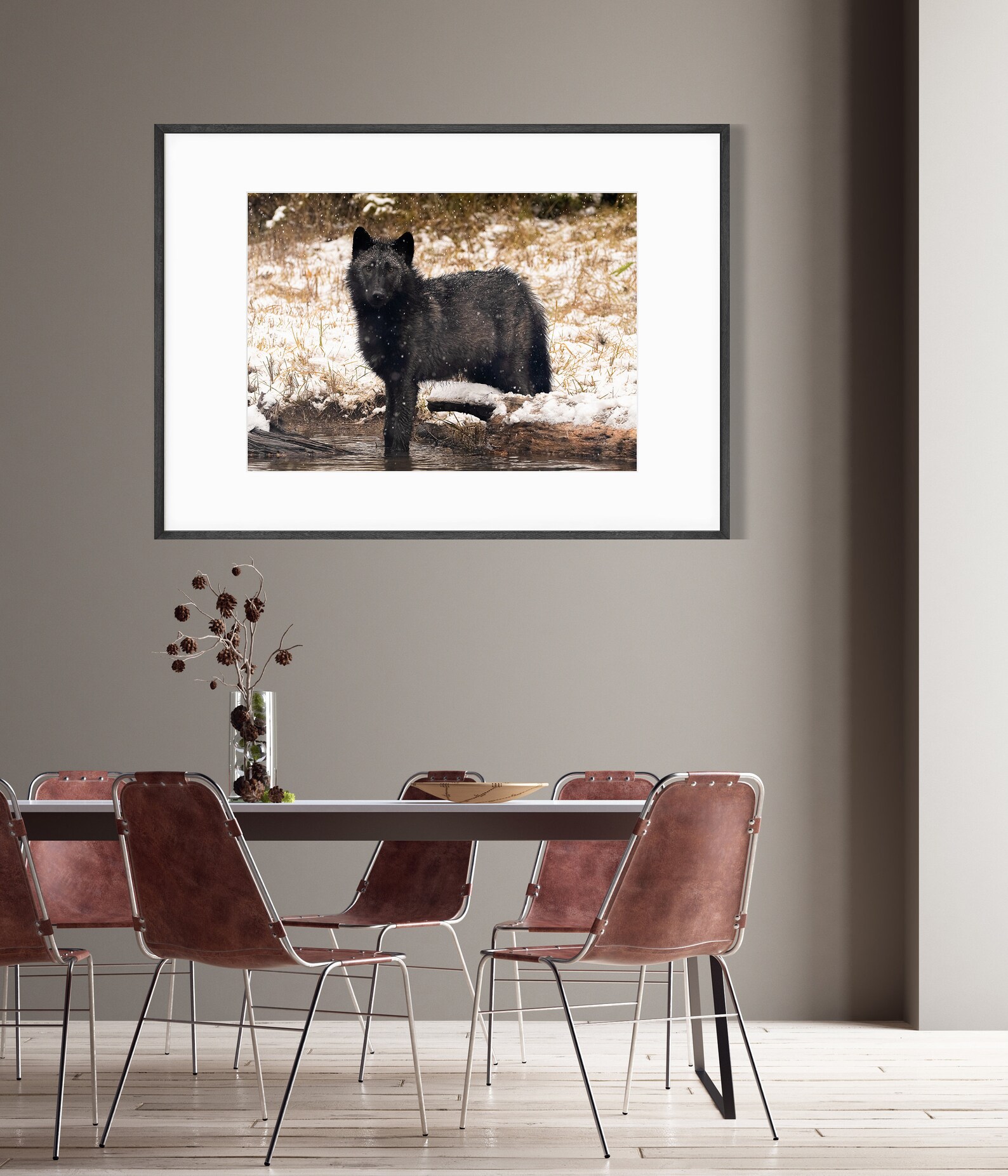 The Black Wolf's Curse - Wolf in Snow Photo Image Available in Print ...