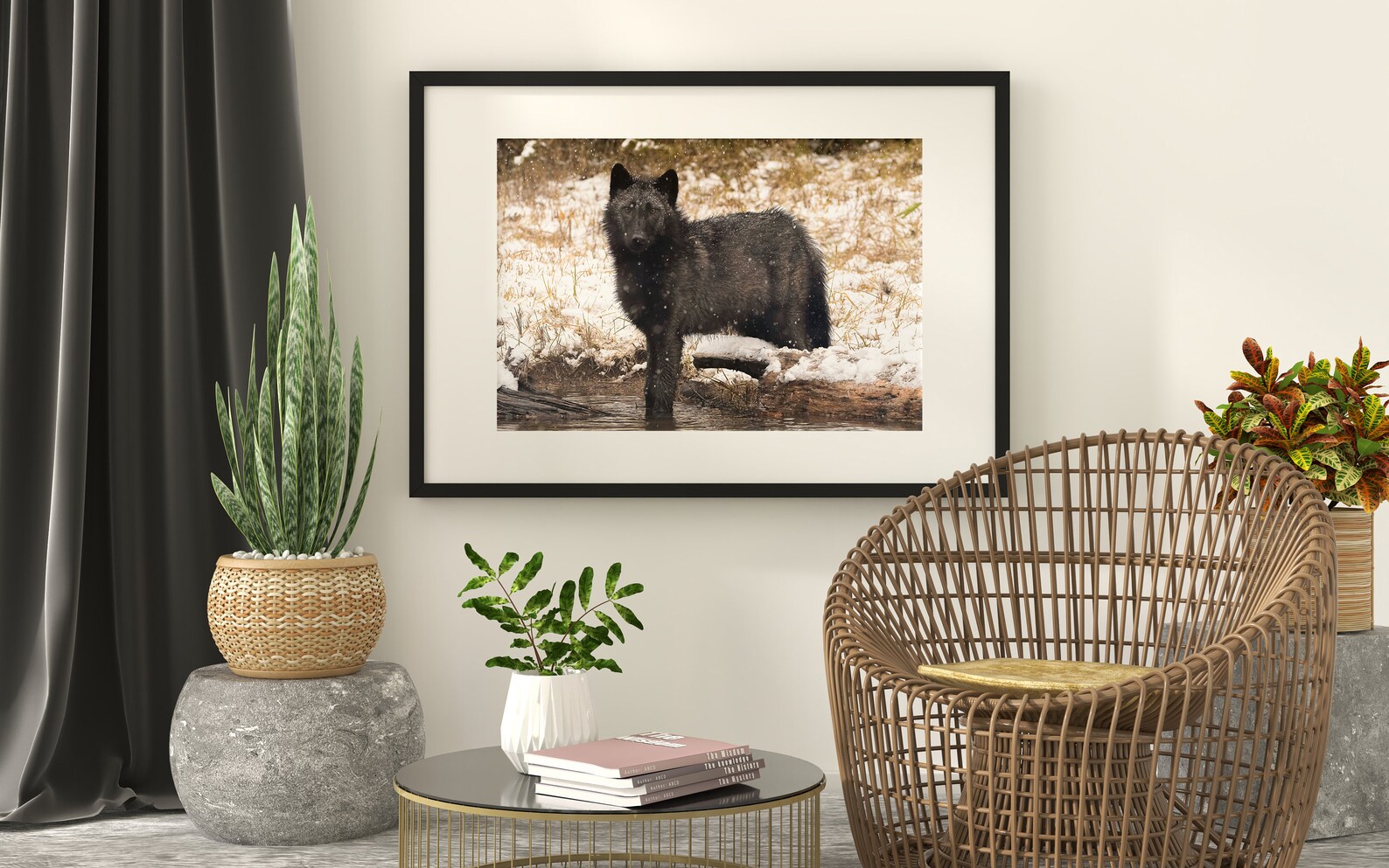 The Black Wolf's Curse - Wolf in Snow Photo Image Available in Print ...