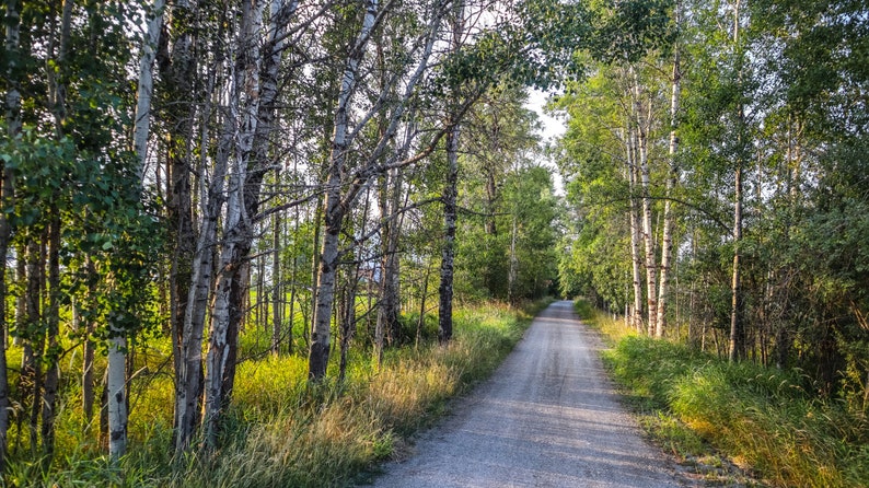 The Road Home - Birch Roadway Photo Image Available in Print, Canvas ...
