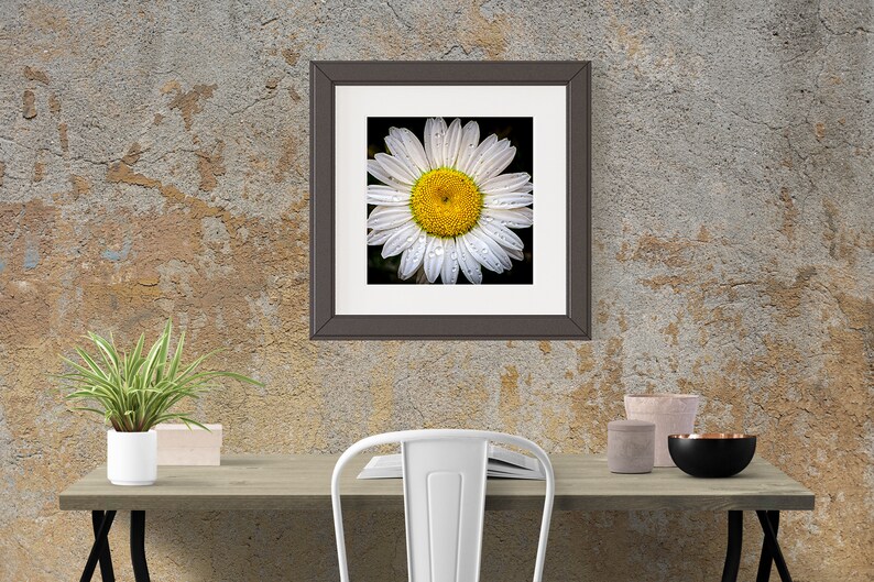 Daisy Dew Drop - Daisy Floral Photo Image Available in Print, Canvas ...