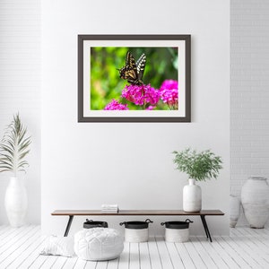 Color of My Wings - Butterfly Photo Image Available in Print, Canvas ...