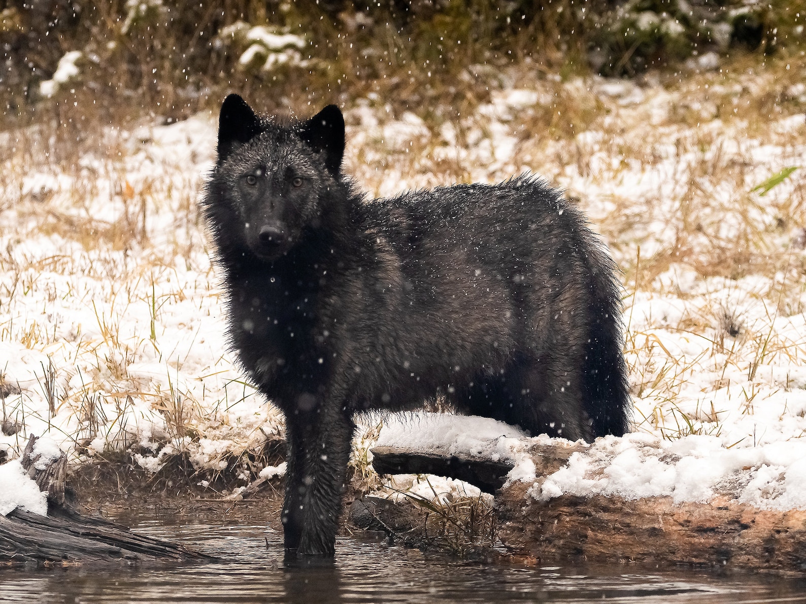The Black Wolf's Curse Wolf in Snow Photo Image Available in Print ...