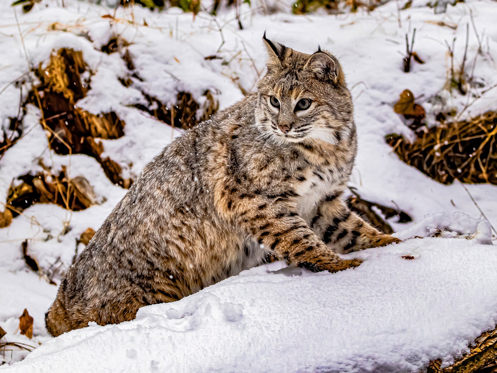 On the Prowl - Bobcat Rising Upon A Log in Snow Image Available in ...