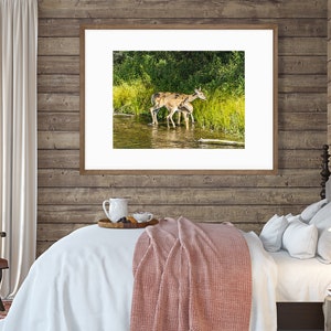 A Mother's Love - Doe and Fawn Photo Image Available in Print, Canvas ...